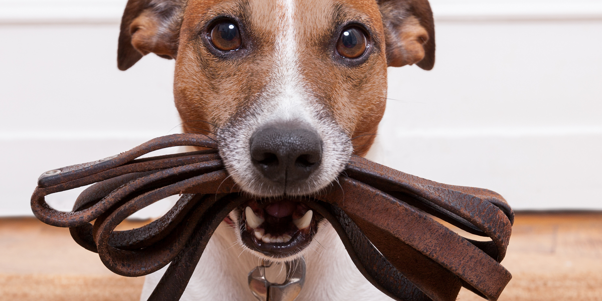 The Logic Behind Impulse Control Training for Pets