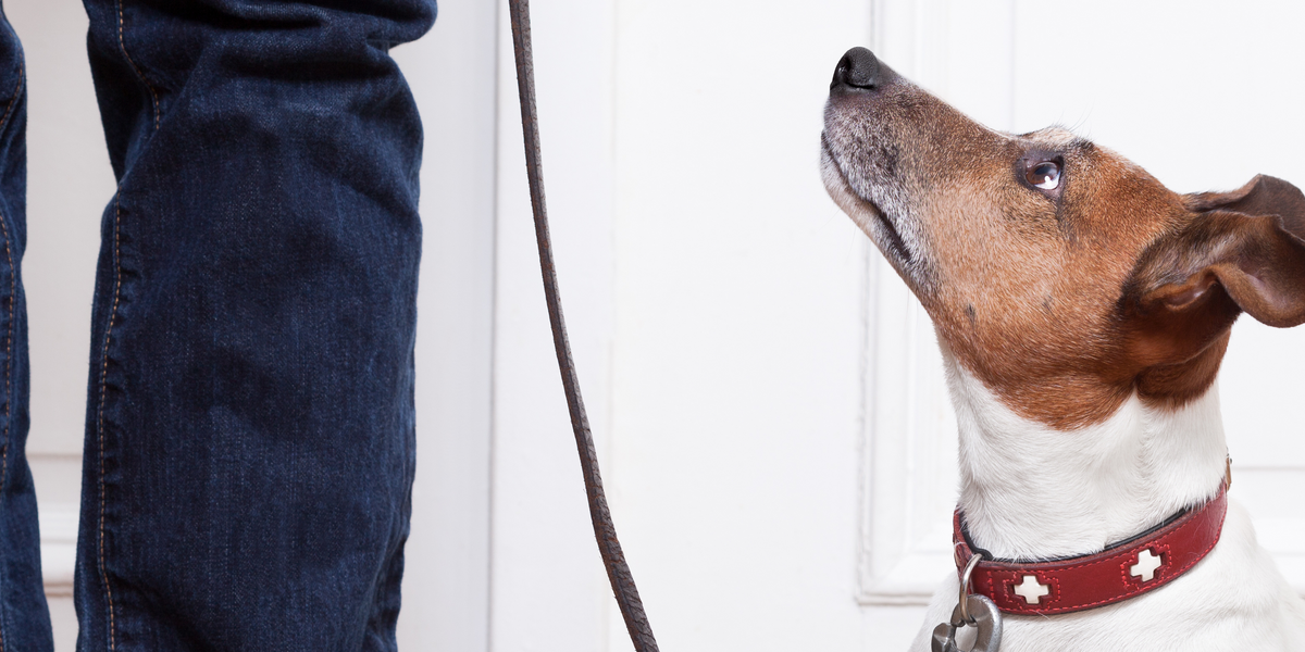 Teaching Your Pet Better Impulse Control: Advices That Work