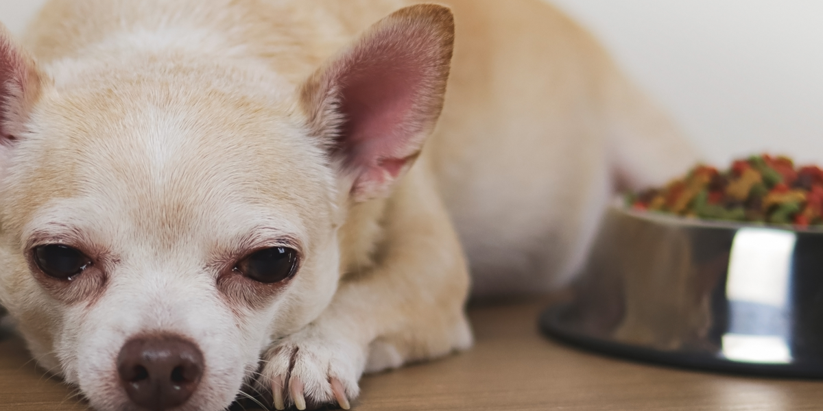 Why Is Your Pet Vomiting? Common Causes and Solutions