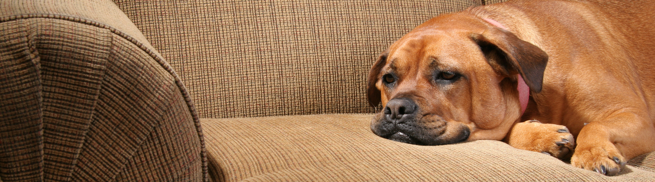 Pet Guilt Is Real — But It's Not a Sign You’re Failing