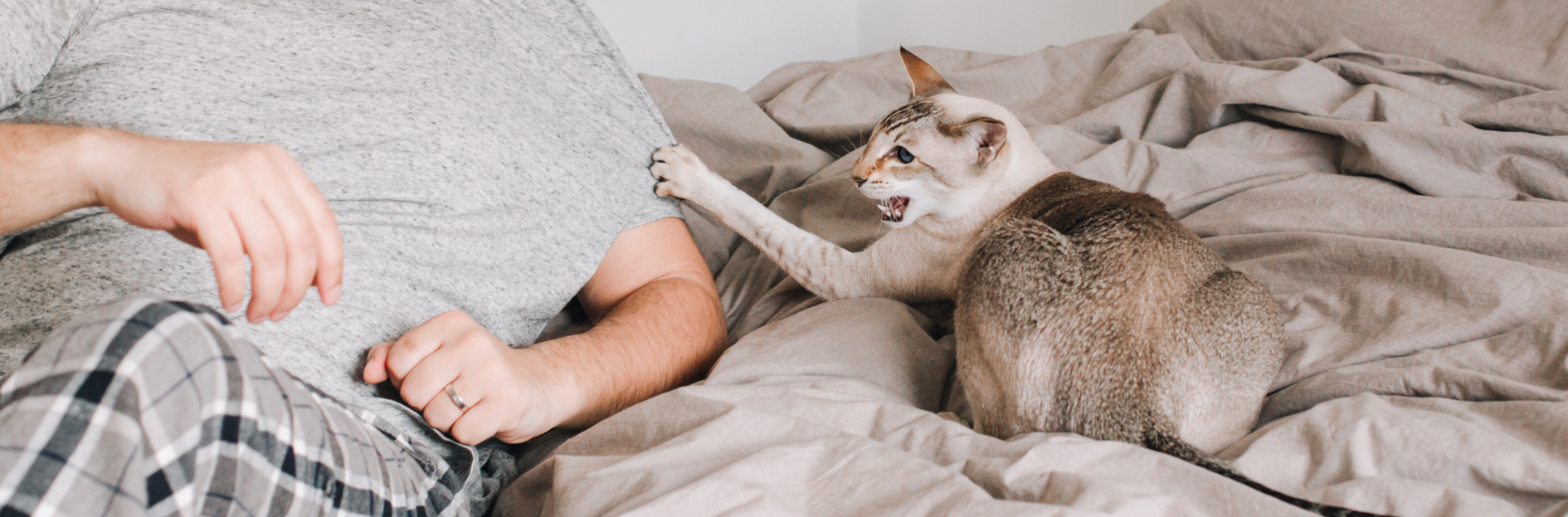 Managing Cat Aggression: Tips & Solutions at Bearhugs