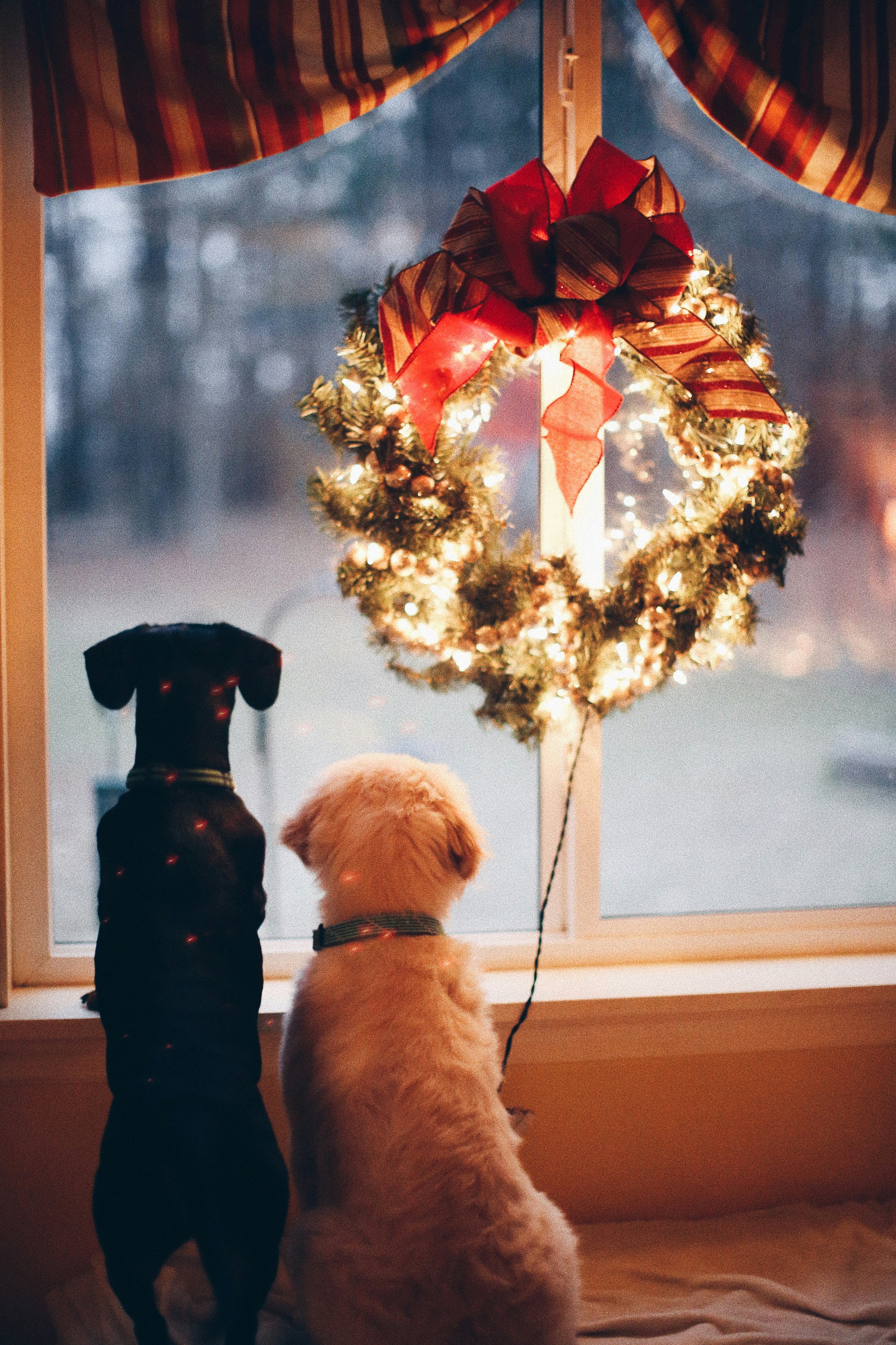A Calm Christmas for Pets: Thoughtful Ways to Celebrate Together