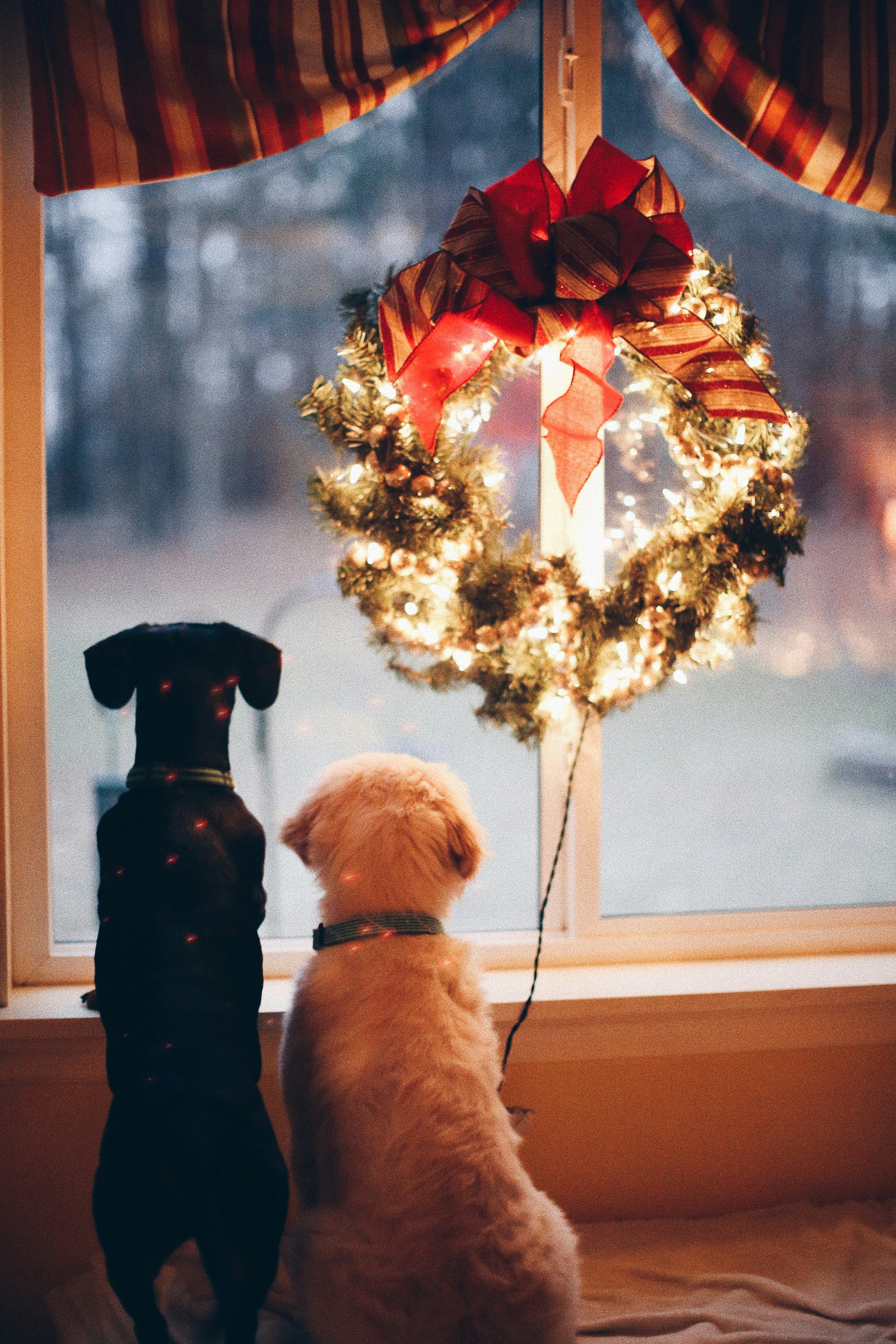 A Calm Christmas for Pets: Thoughtful Ways to Celebrate Together