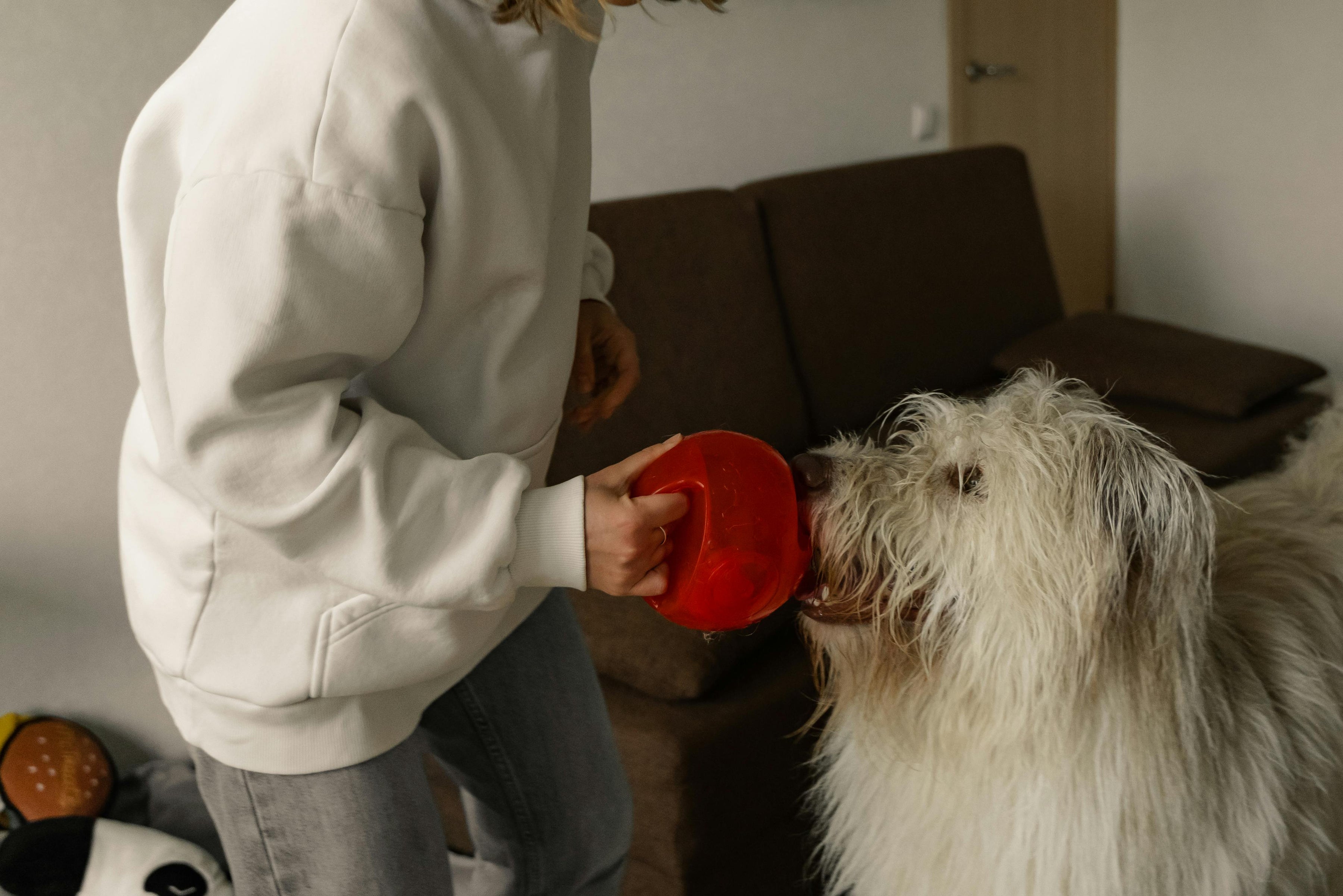 Pet Parenting in Real Life: Why Consistency Matters More Than Perfecti