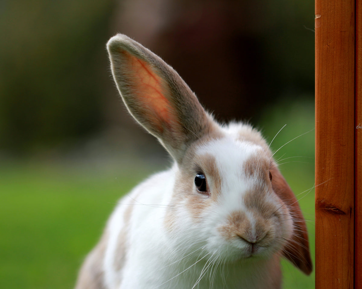 A Beginner's Guide to Caring for Small Animals: Rabbits, Guinea Pigs,