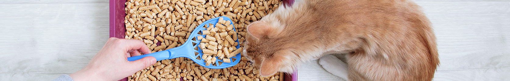 Order Cat Litter Essentials Online in India | Buy Cat Accessories